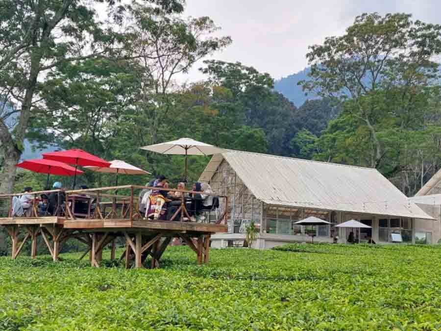 Cafe Bandung di Tengah Kebun Teh: Wisata Alam dan Ngopi Asik