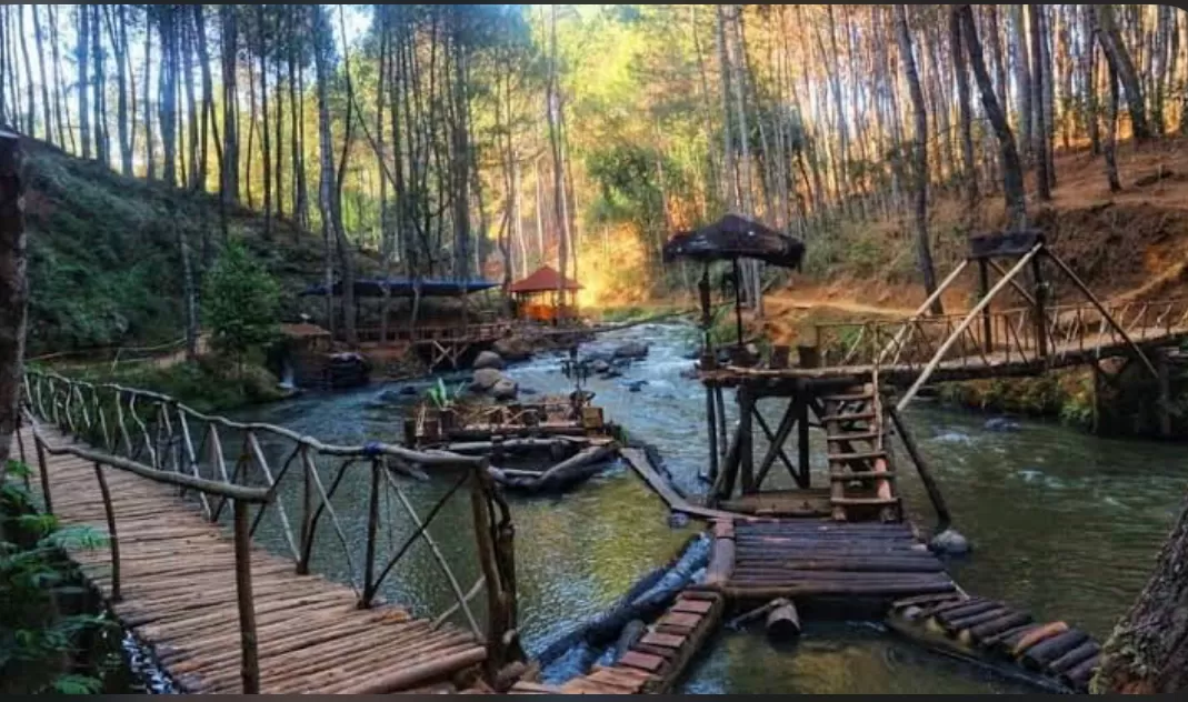 Hutan Pinus Rahong Bandung: Wisata Alam Tenang untuk Healing dan Relaksasi