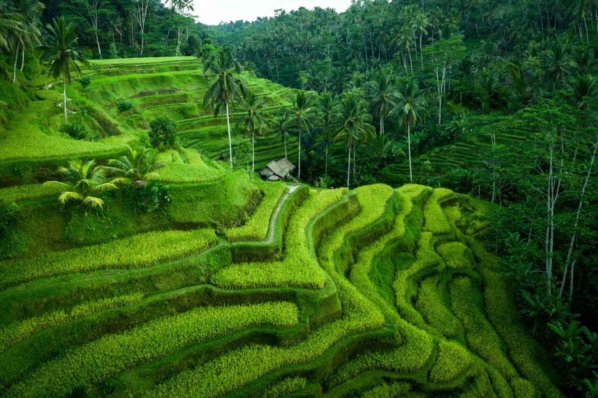 Ubud Rice Terrace: Perpaduan Budaya dan Alam yang Memikat - Bandung Offroad