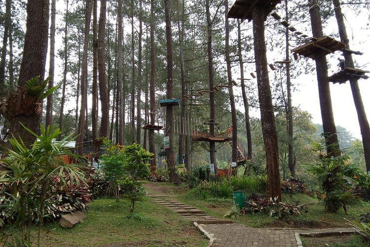 Wisata Hutan Pinus Bandung Barat: Spot Alam Sejuk dan Instagramable